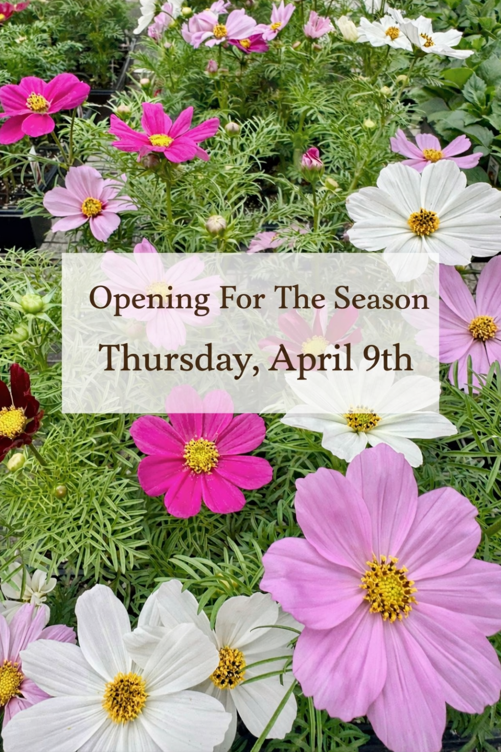 Saunderskill Farm | Market, Bakery, Greenhouse and Farm in Accord, NY